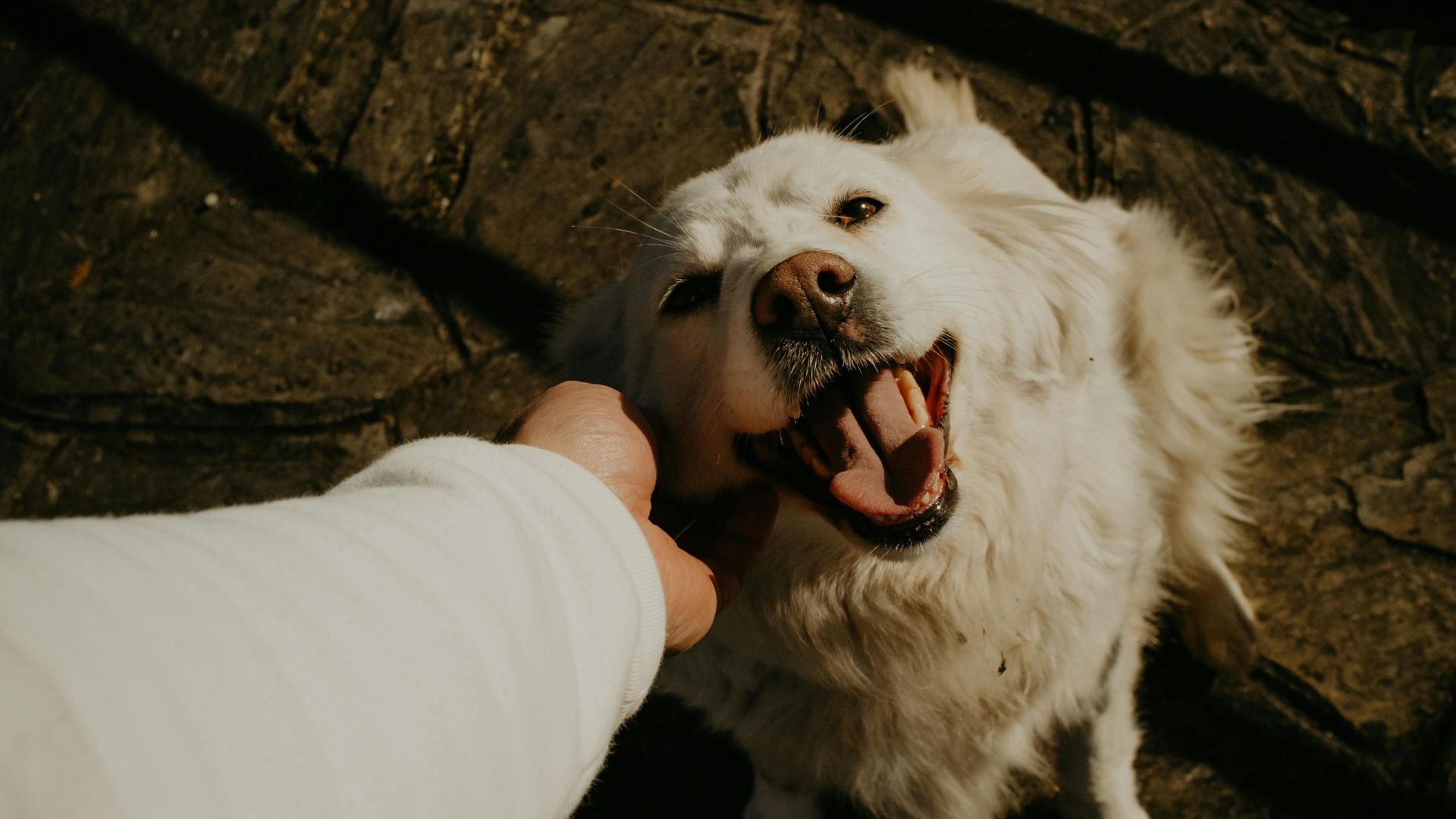 Wisconsin Rapids, WI 54494 Veterinary Jobs | Progressive Veterinary ...